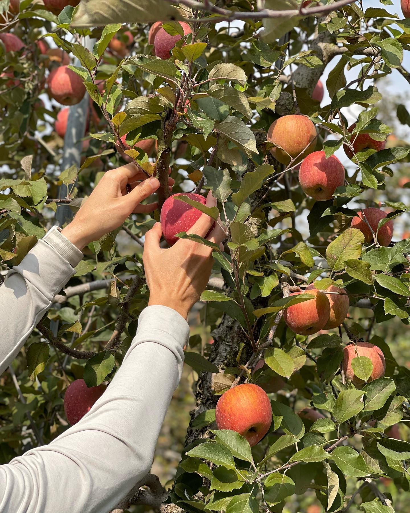 Fall Apple Picking in South Korea is the Perfect Day Out
